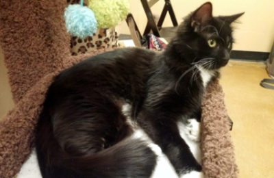 Foreclosed Upon Pets