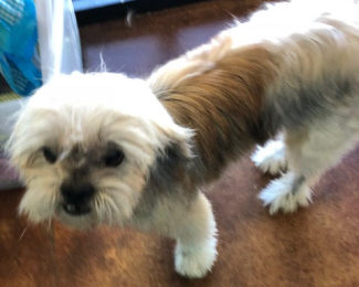 Foreclosed Upon Pets