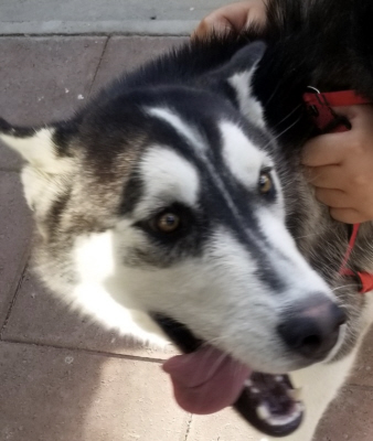 Adoptable Dogs – Foreclosed Upon Pets, Inc.