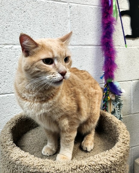 Adoptable Cats – Foreclosed Upon Pets, Inc.