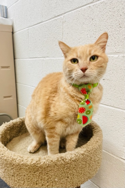 Adoptable Cats – Foreclosed Upon Pets, Inc.