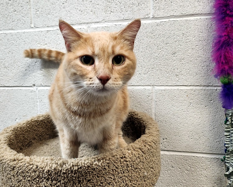 Adoptable Cats – Foreclosed Upon Pets, Inc.