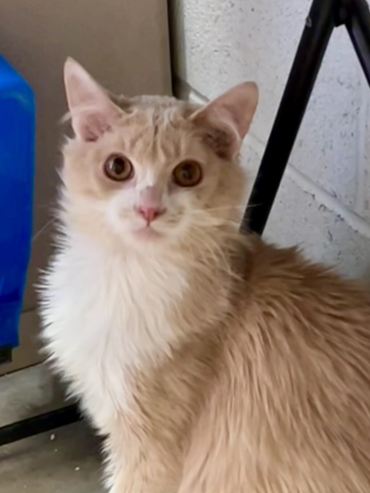 Adoptable Cats – Foreclosed Upon Pets, Inc.