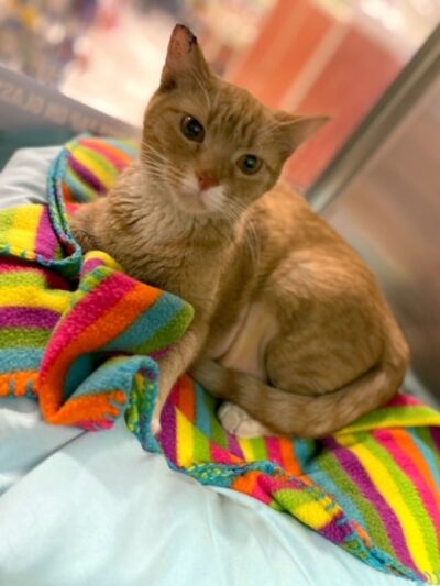 Ginger Snap – Female DSH 2 Years – Foreclosed Upon Pets, Inc.