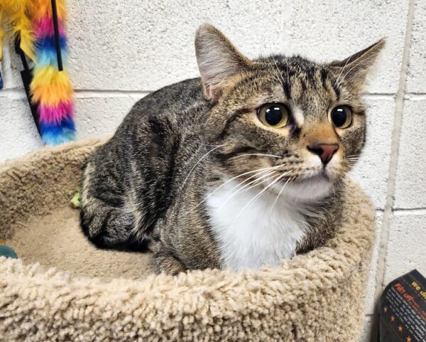 Striper – Male DSH Tabby 4 Years – Foreclosed Upon Pets, Inc.