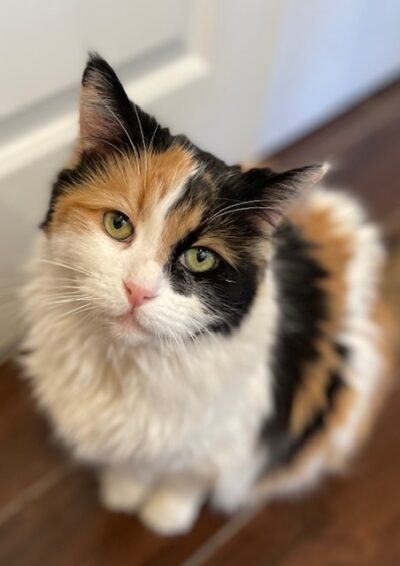 Kali – Female DLH Calico Declaw 11 Years – Foreclosed Upon Pets, Inc.