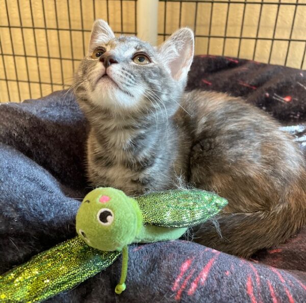 Vixie – Female DSH Dilute Tortie 12 Weeks – Foreclosed Upon Pets, Inc.