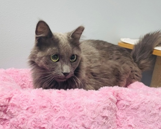 Adoptable Cats – Foreclosed Upon Pets, Inc.