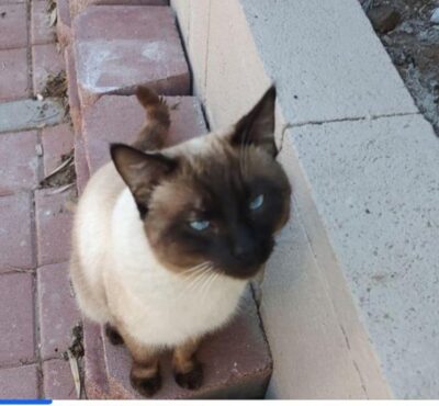 Nathaniel – Male DSH Siamese 2 Years – Foreclosed Upon Pets, Inc.