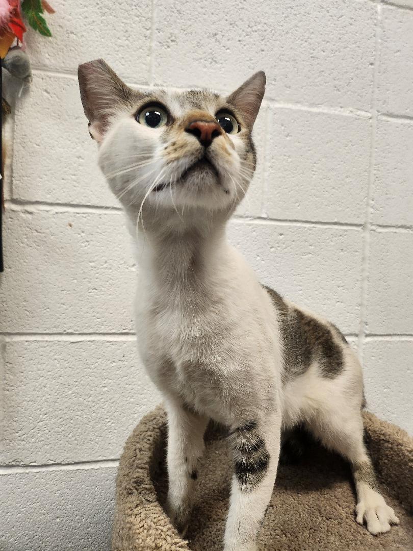 Adoptable Cats – Foreclosed Upon Pets, Inc.