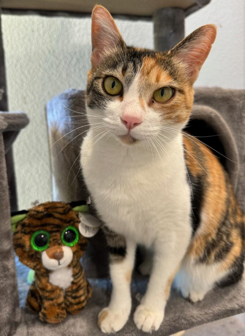 Summer – Female DSH Calico 2 Years – Foreclosed Upon Pets, Inc.