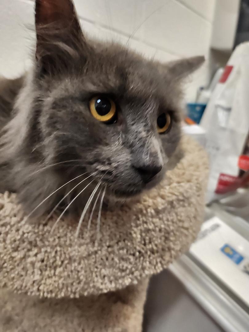 Wolfman – Male DLH 3 Years – Foreclosed Upon Pets, Inc.