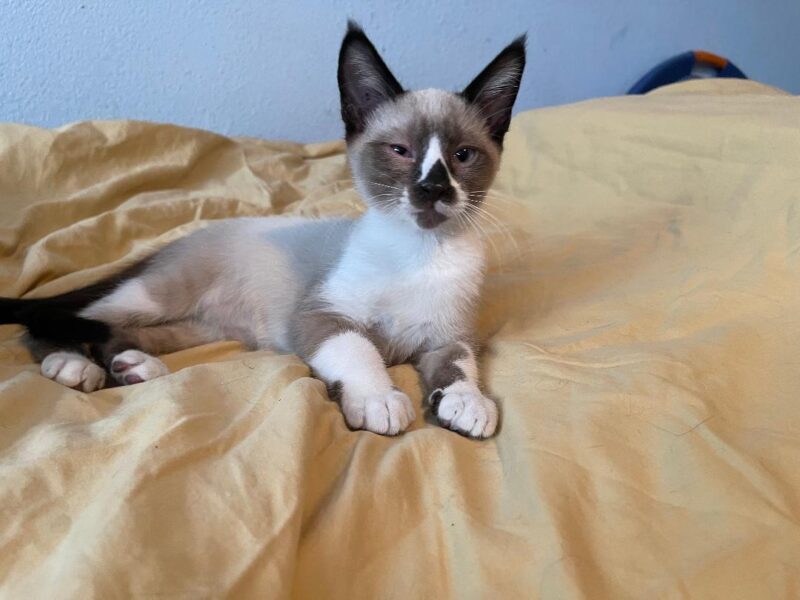 George – Male DSH Snowshoe Siamese 16 Weeks – Foreclosed Upon Pets, Inc.