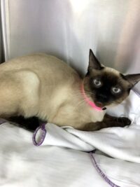 Shelby – Female DSH 4 Years – Foreclosed Upon Pets, Inc.