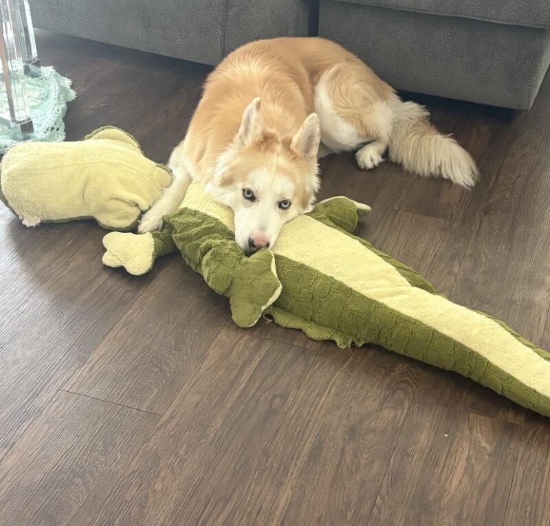 Freddie – Male Husky Mix 5 Years – Foreclosed Upon Pets, Inc.