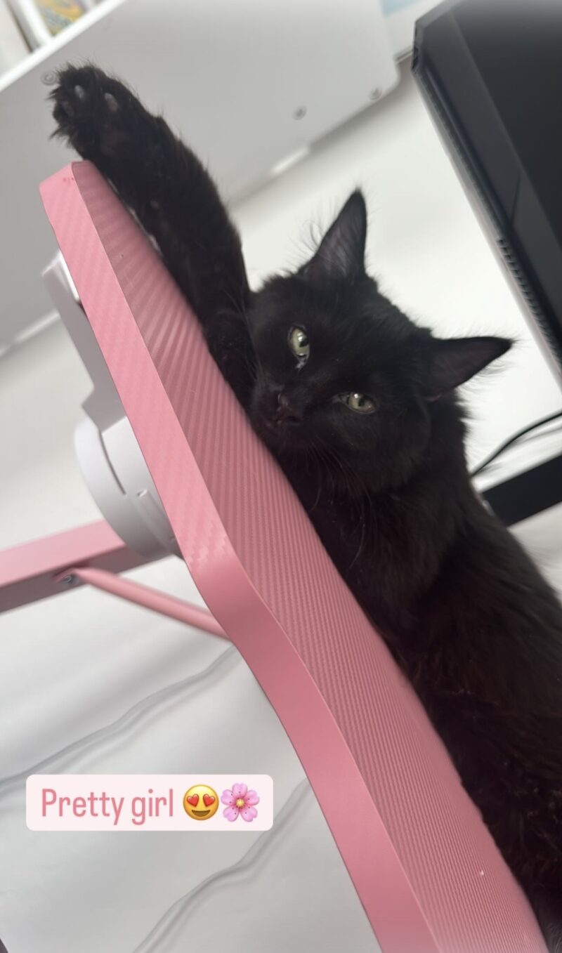 Liesel – Female DLH 1.5 Years – Foreclosed Upon Pets, Inc.