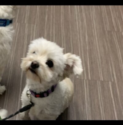 Mimi – Female Maltese Mix 2 Years – Foreclosed Upon Pets, Inc.