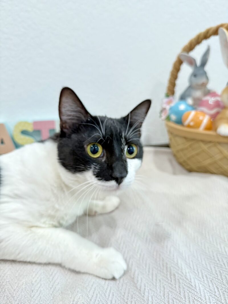 Harvey – Male DSH 1 Year – Foreclosed Upon Pets, Inc.