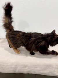 Tortellini – Female DLH Tortie 1 Year – Foreclosed Upon Pets, Inc.
