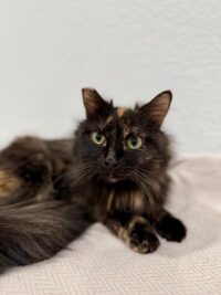 Tortellini – Female DLH Tortie 1 Year – Foreclosed Upon Pets, Inc.
