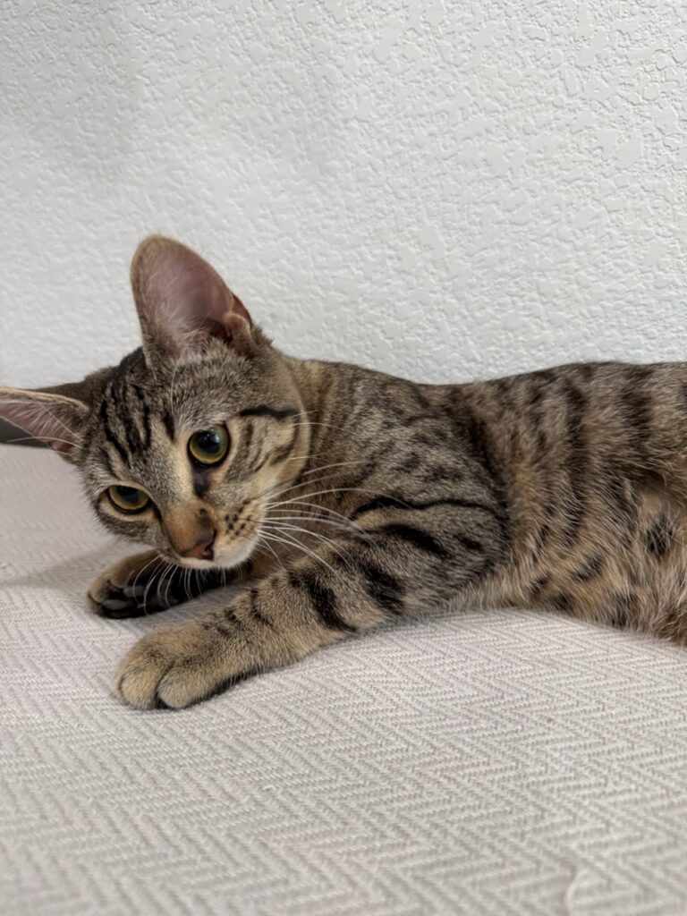 Benny – Male DSH 9 Months – Foreclosed Upon Pets, Inc.