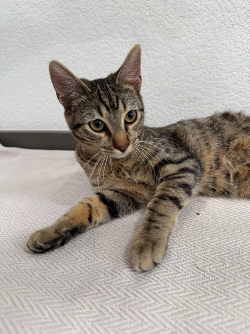 Benny – Male DSH 9 Months – Foreclosed Upon Pets, Inc.